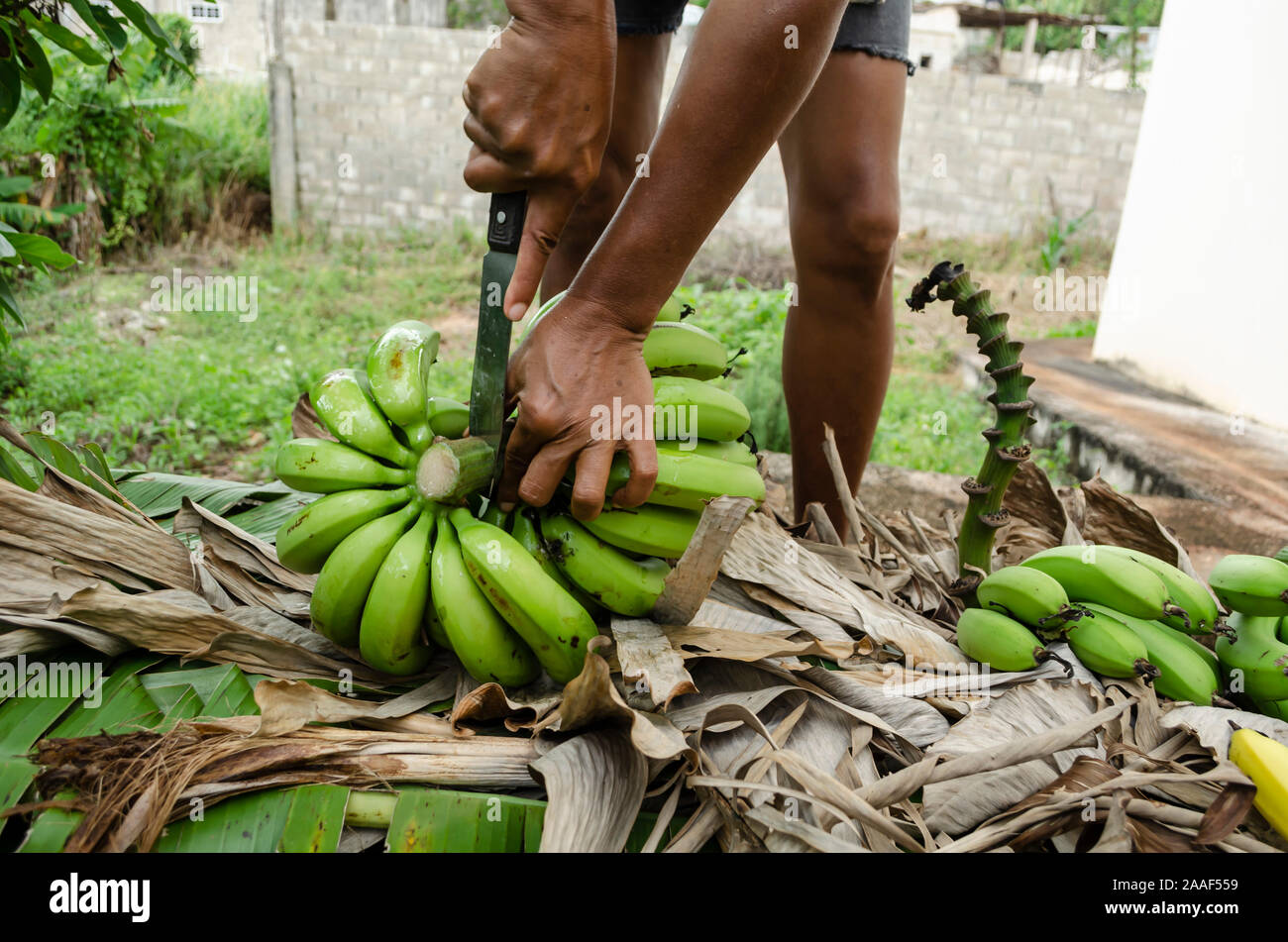 Cutting Stalk Of Harvested Banana Bunch Stock Photo - Alamy