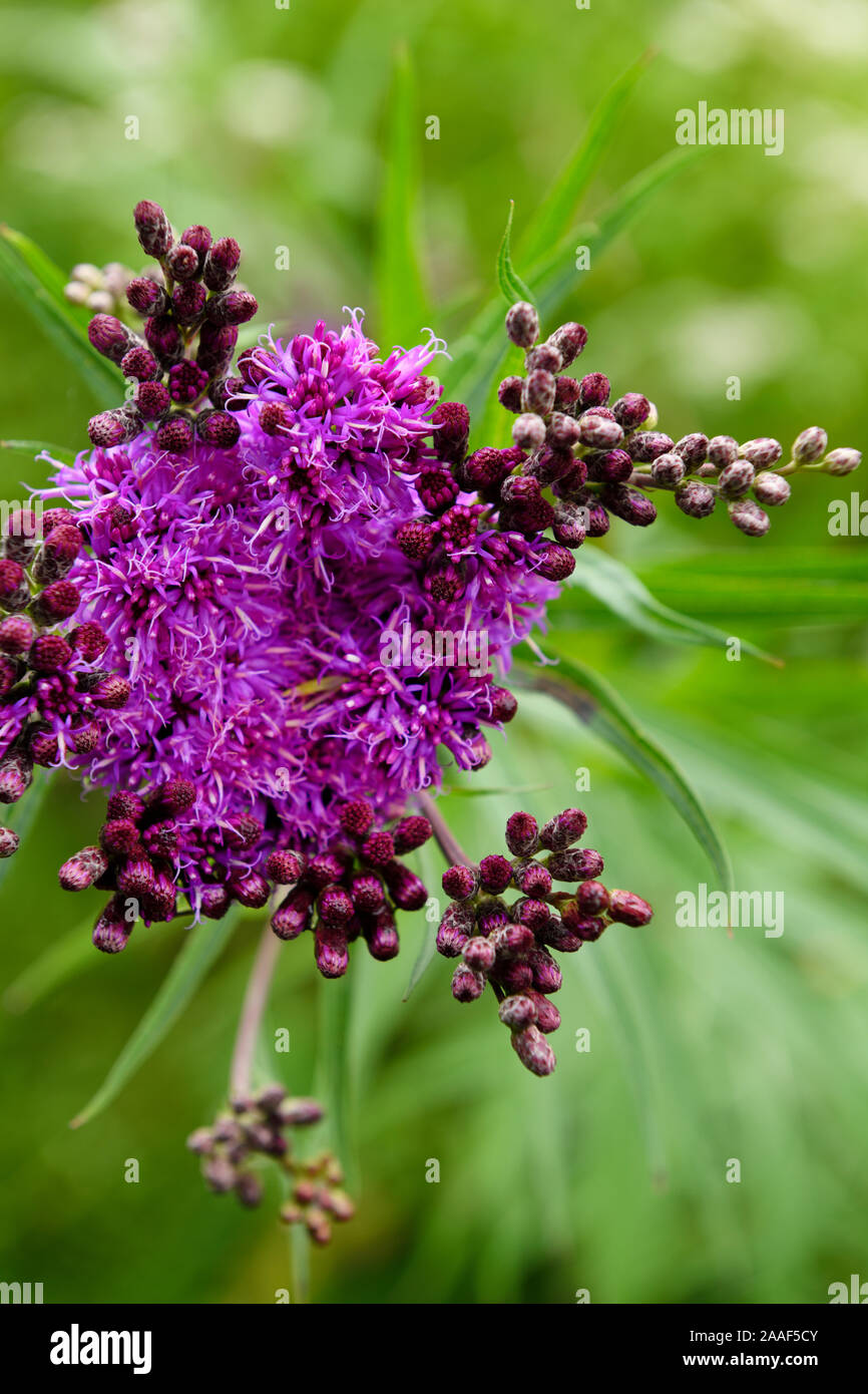 Purple flower head of Common Ironweed (Vernonia fasciculata) in a ...