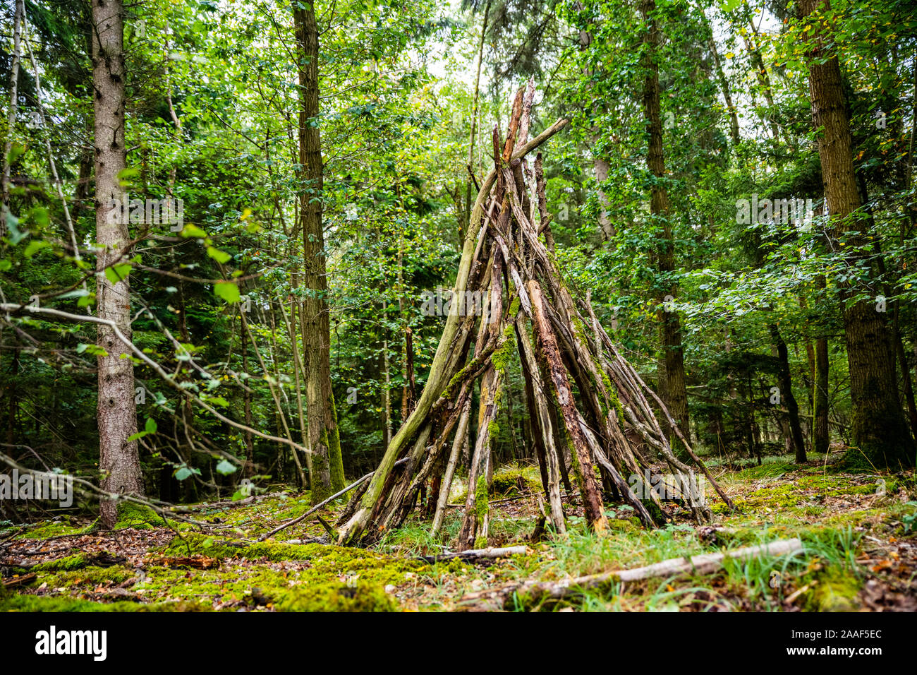 Bush craft / Survival shelter: Primitive shelter construction in a wild ...