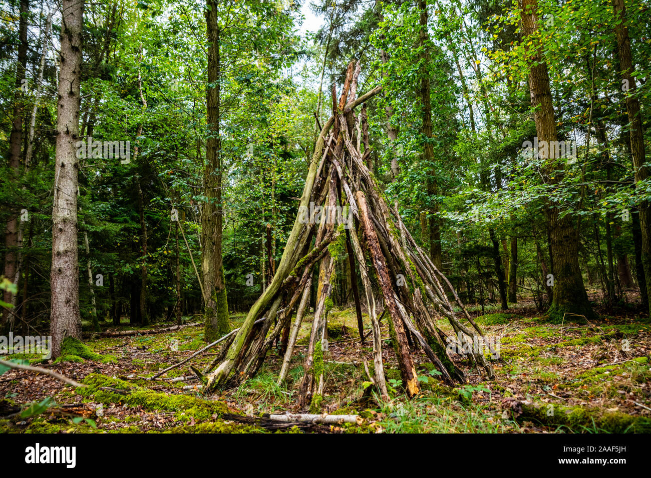 Bush craft / Survival shelter: Primitive shelter construction in a wild ...