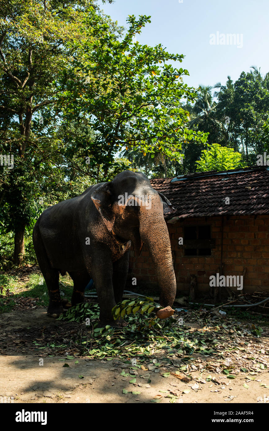 Indian farm animal hi-res stock photography and images - Alamy