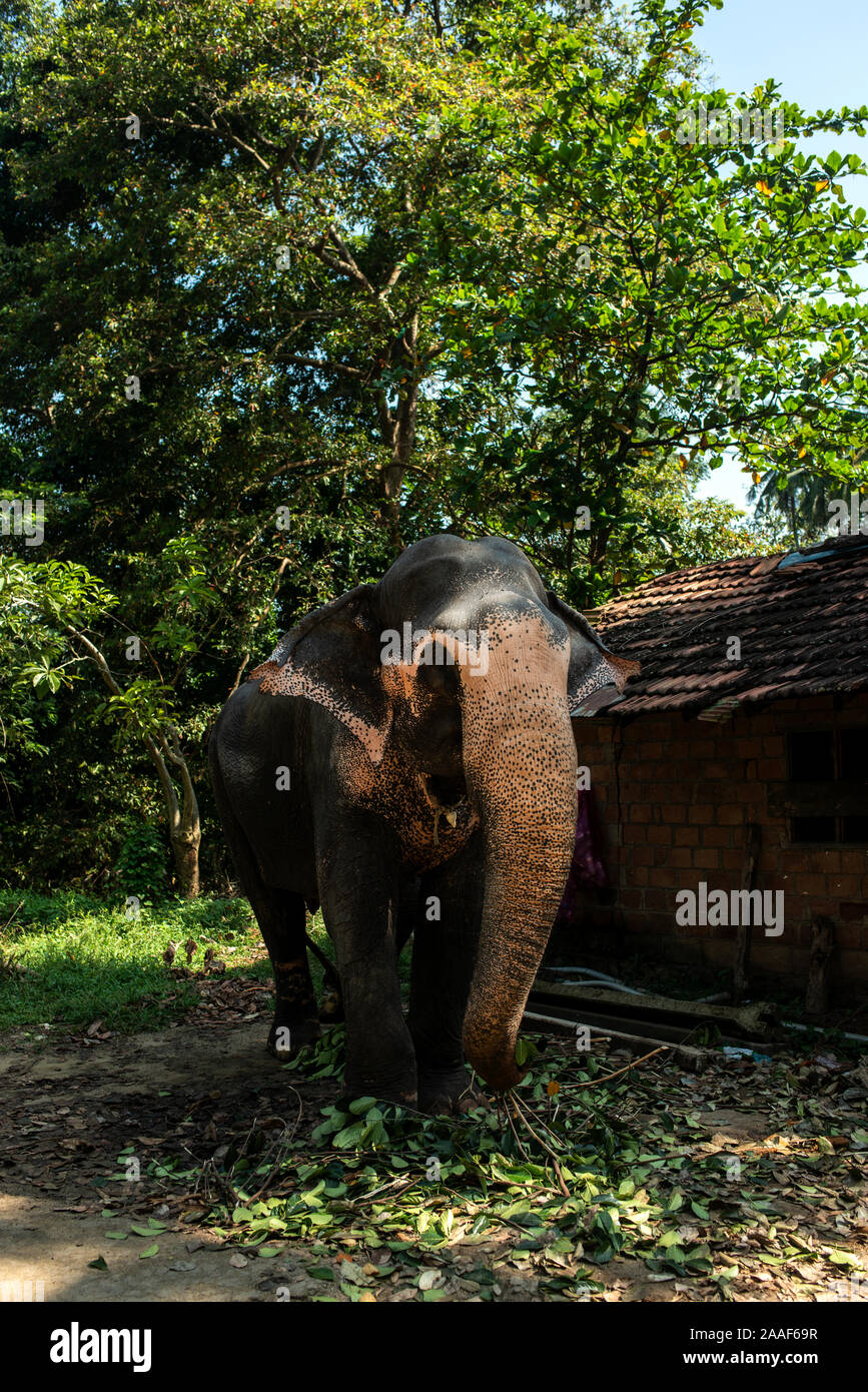 Elephant tree leaves hi-res stock photography and images - Alamy