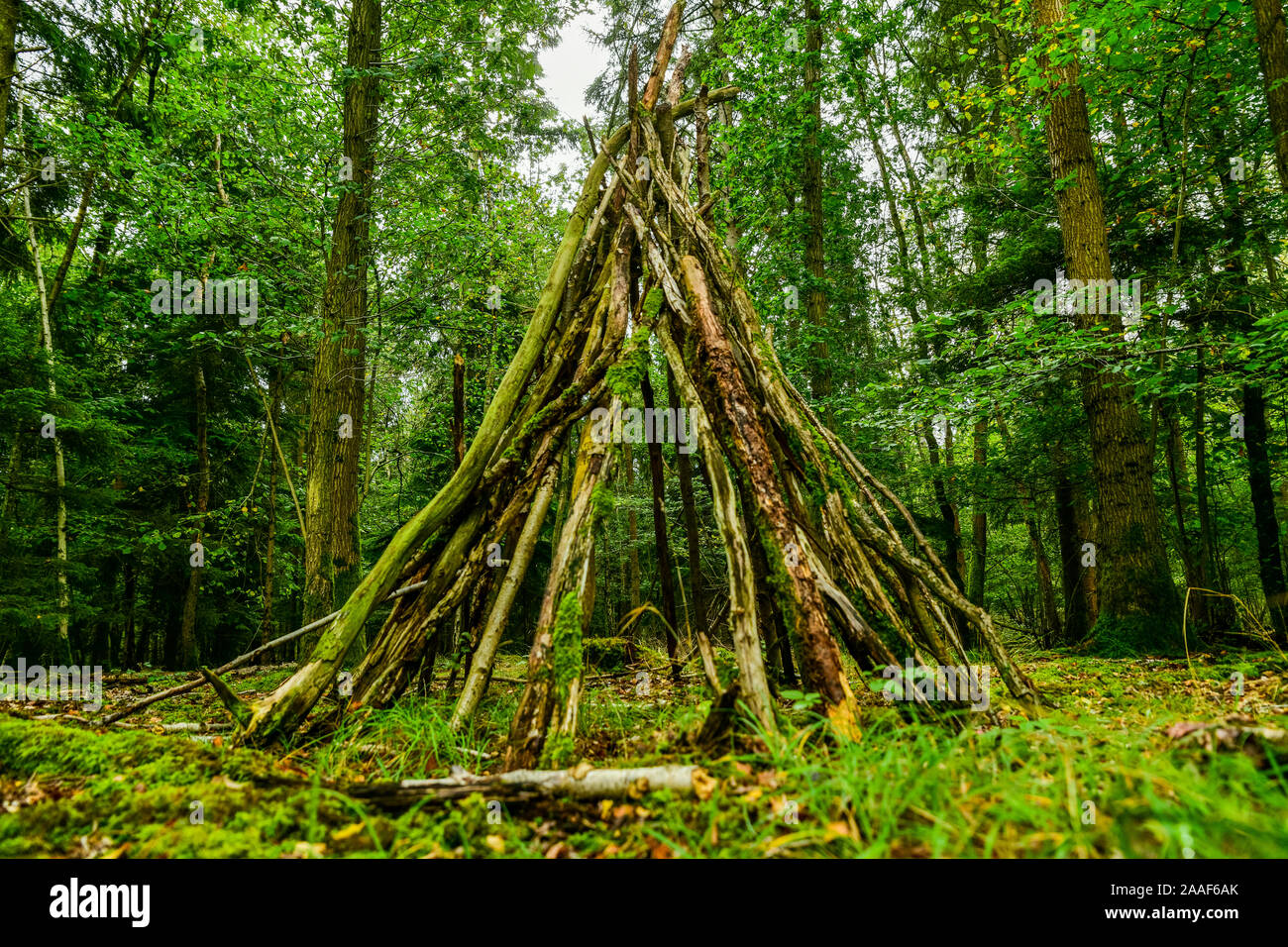 Bush craft / Survival shelter: Primitive shelter construction in a wild ...