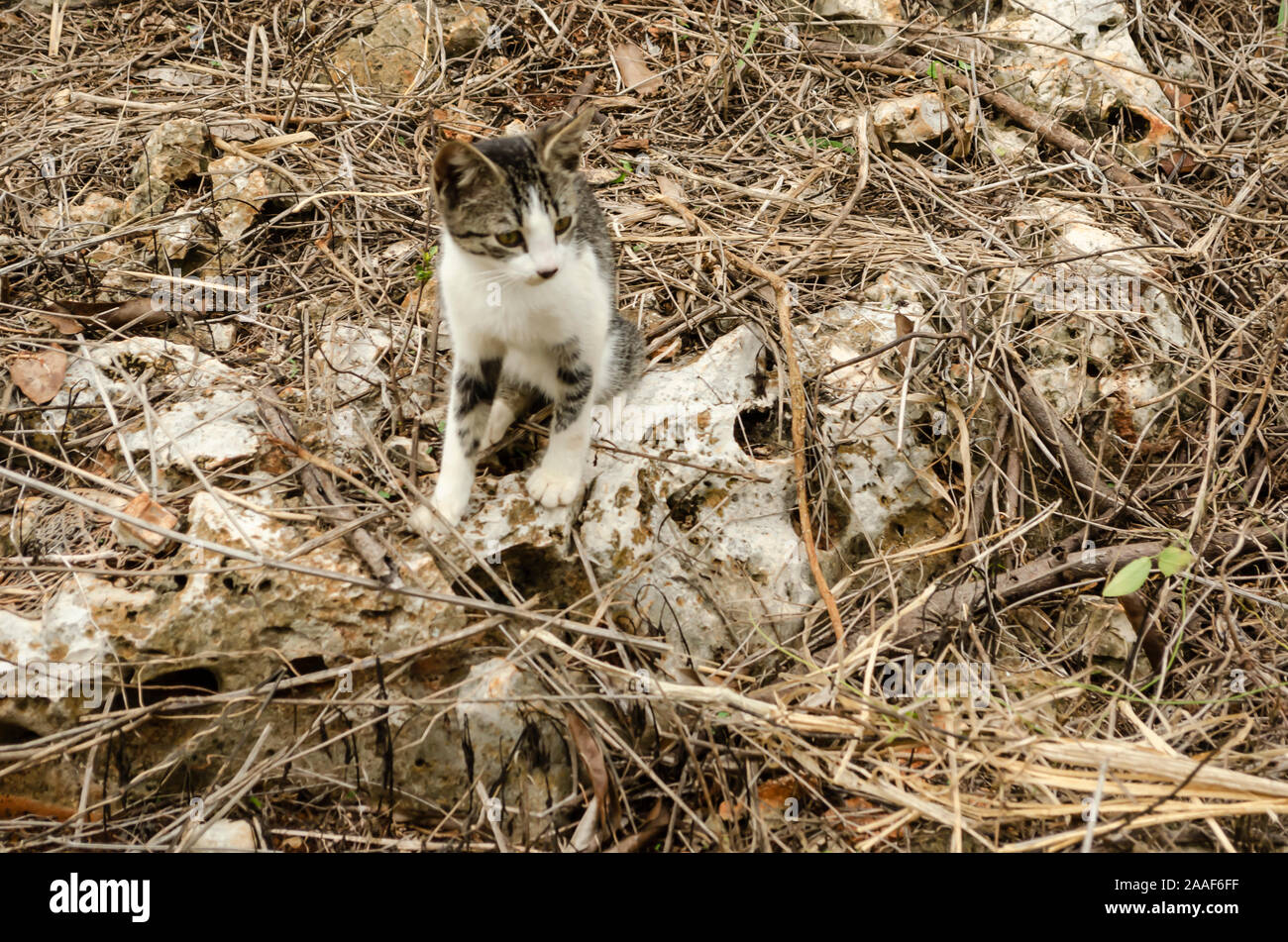 Jamaican cat hi-res stock photography and images - Alamy