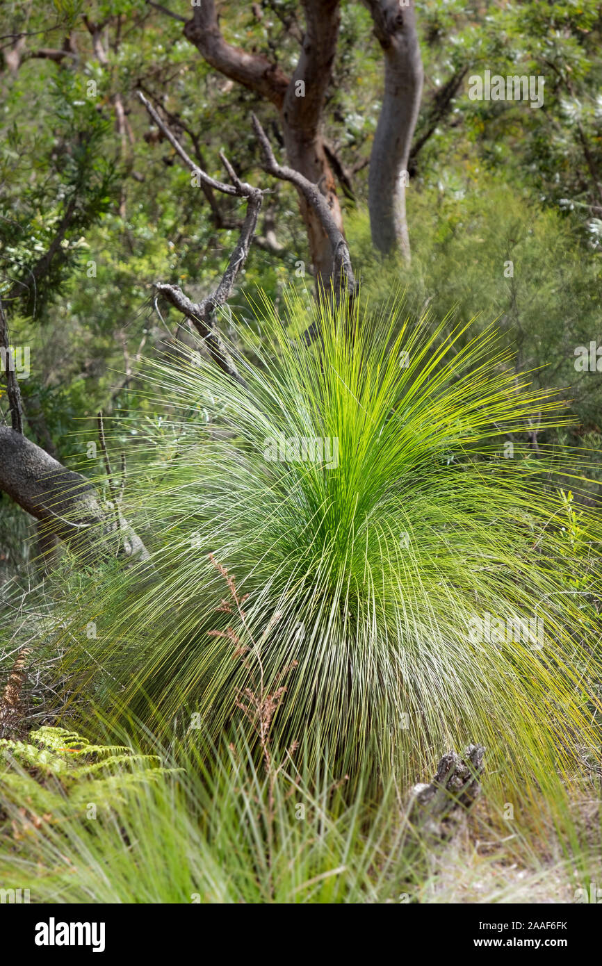 Spear grass hi-res stock photography and images - Alamy