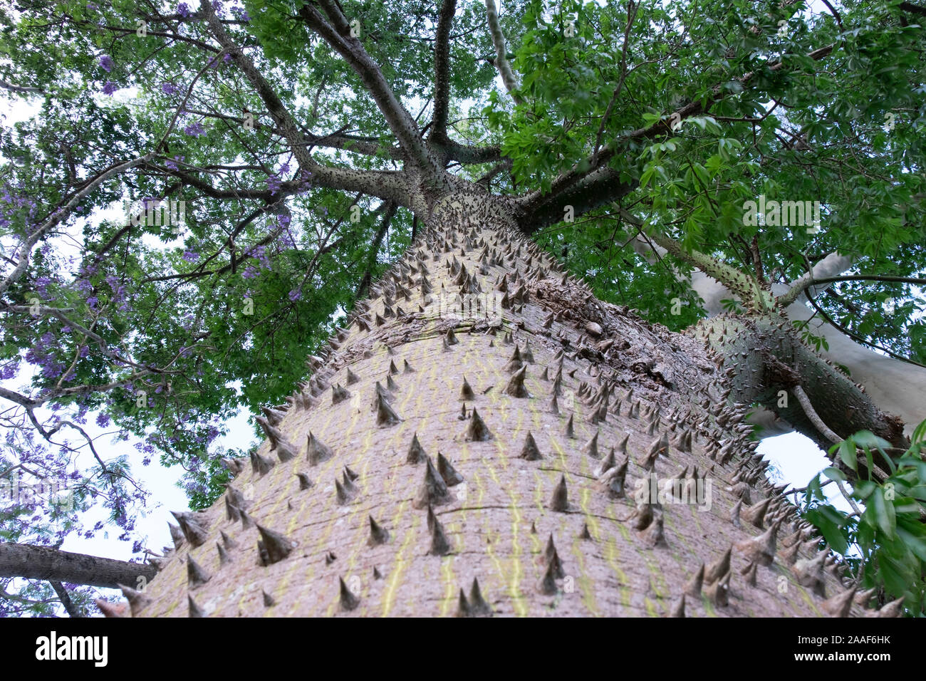 Spikey trees hi-res stock photography and images - Alamy