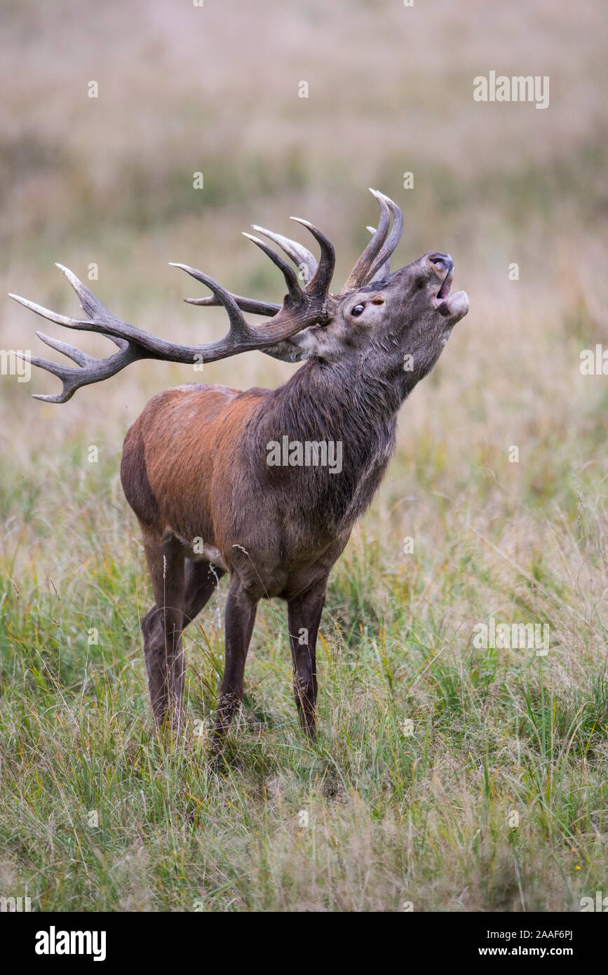 Roehrender rothirsch hi-res stock photography and images - Alamy