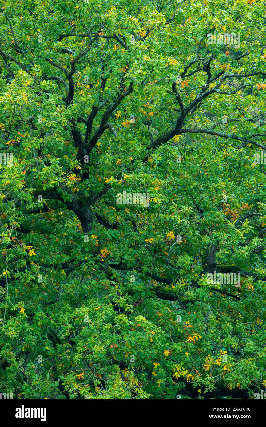 Eichenwald hi-res stock photography and images - Alamy