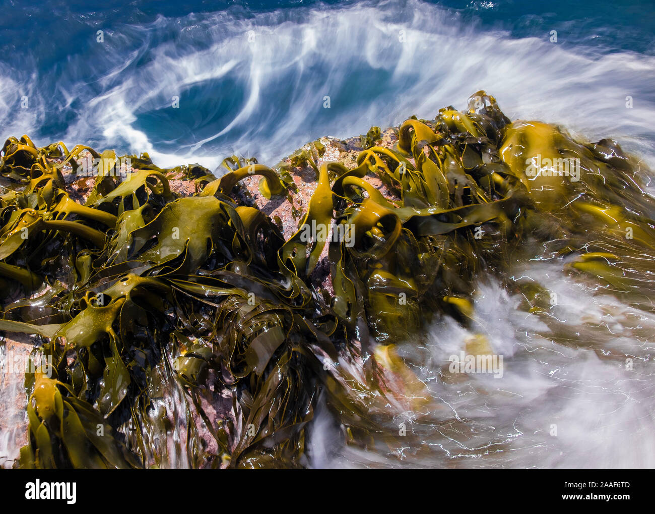 Kelp bed with blurry moving waves Stock Photo - Alamy
