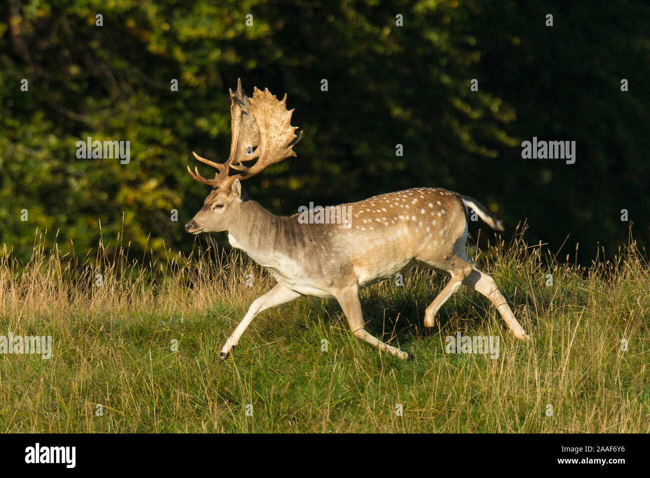 Damhirsch, Dama dama Stock Photo - Alamy