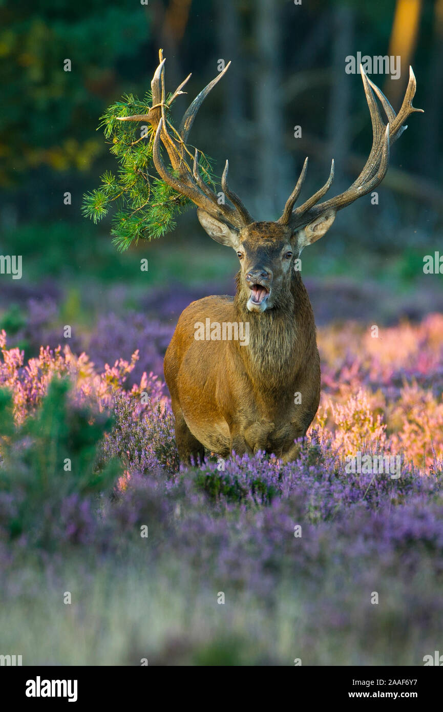 Rothirsch geweih hi-res stock photography and images - Alamy