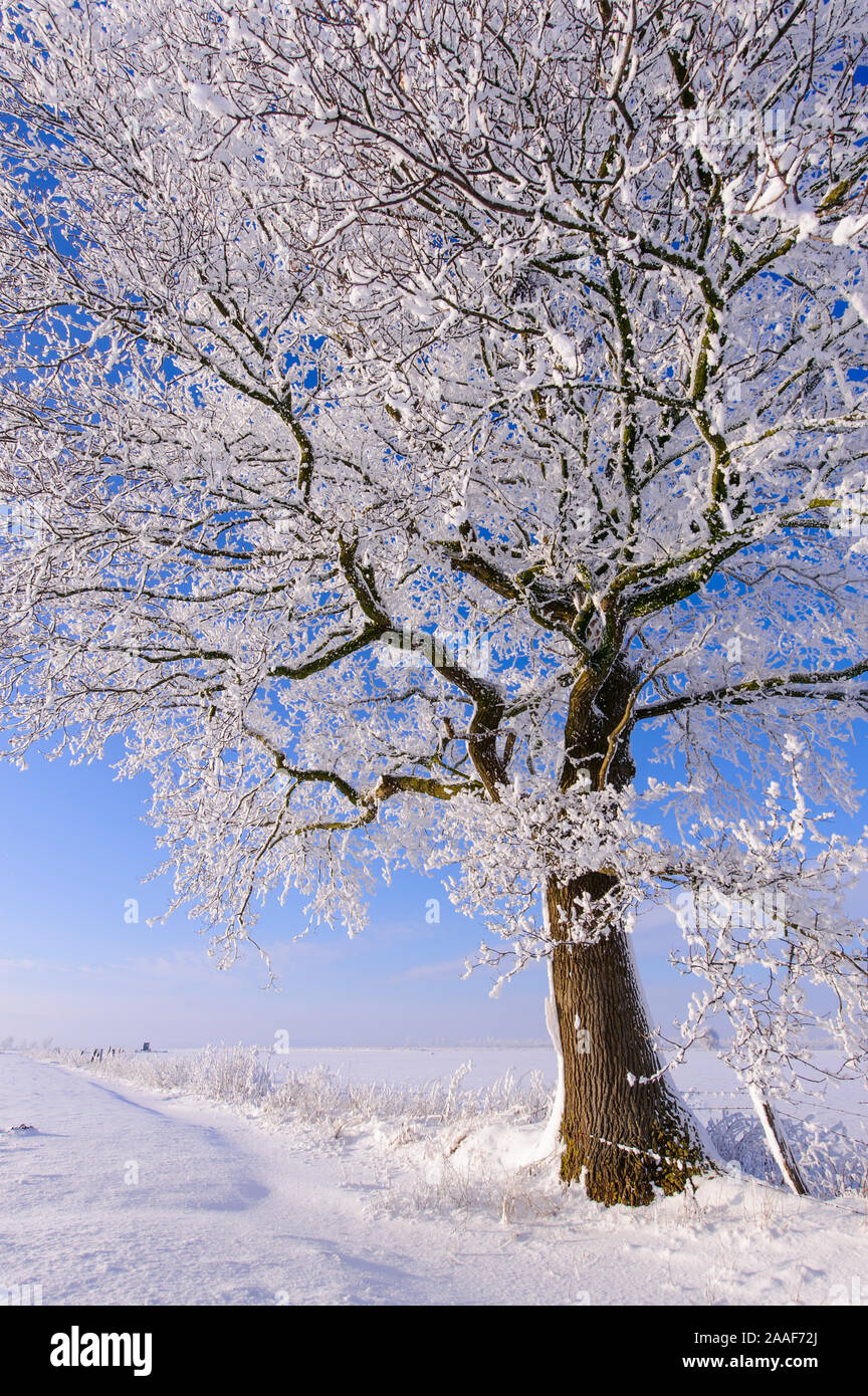 Eiche, Baum im Winter, Frost, Rauhreif Stock Photo - Alamy