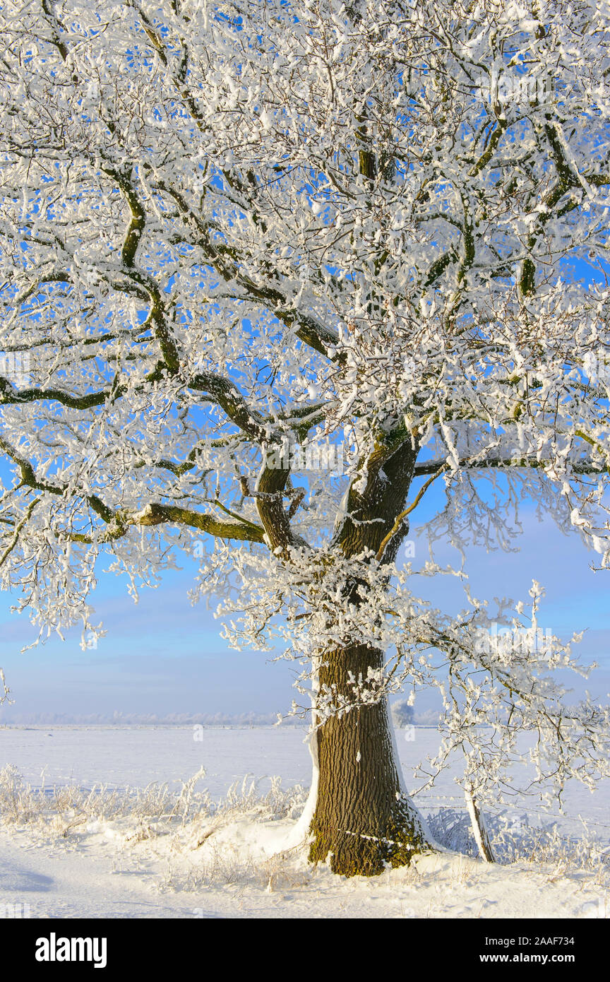 Baum im frost hi-res stock photography and images - Alamy