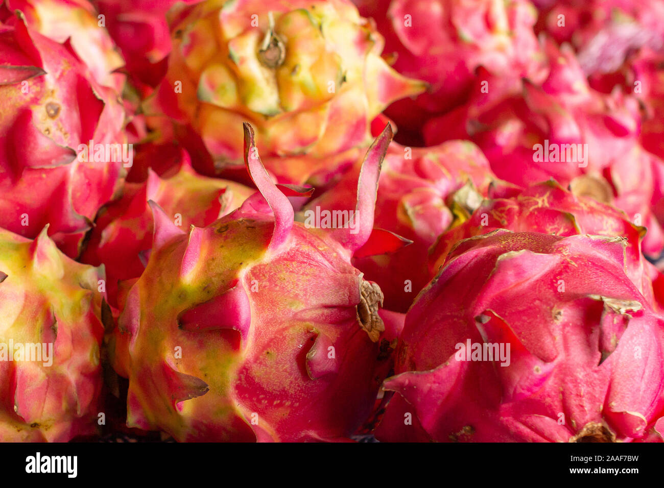Pitaya tree hi-res stock photography and images - Alamy