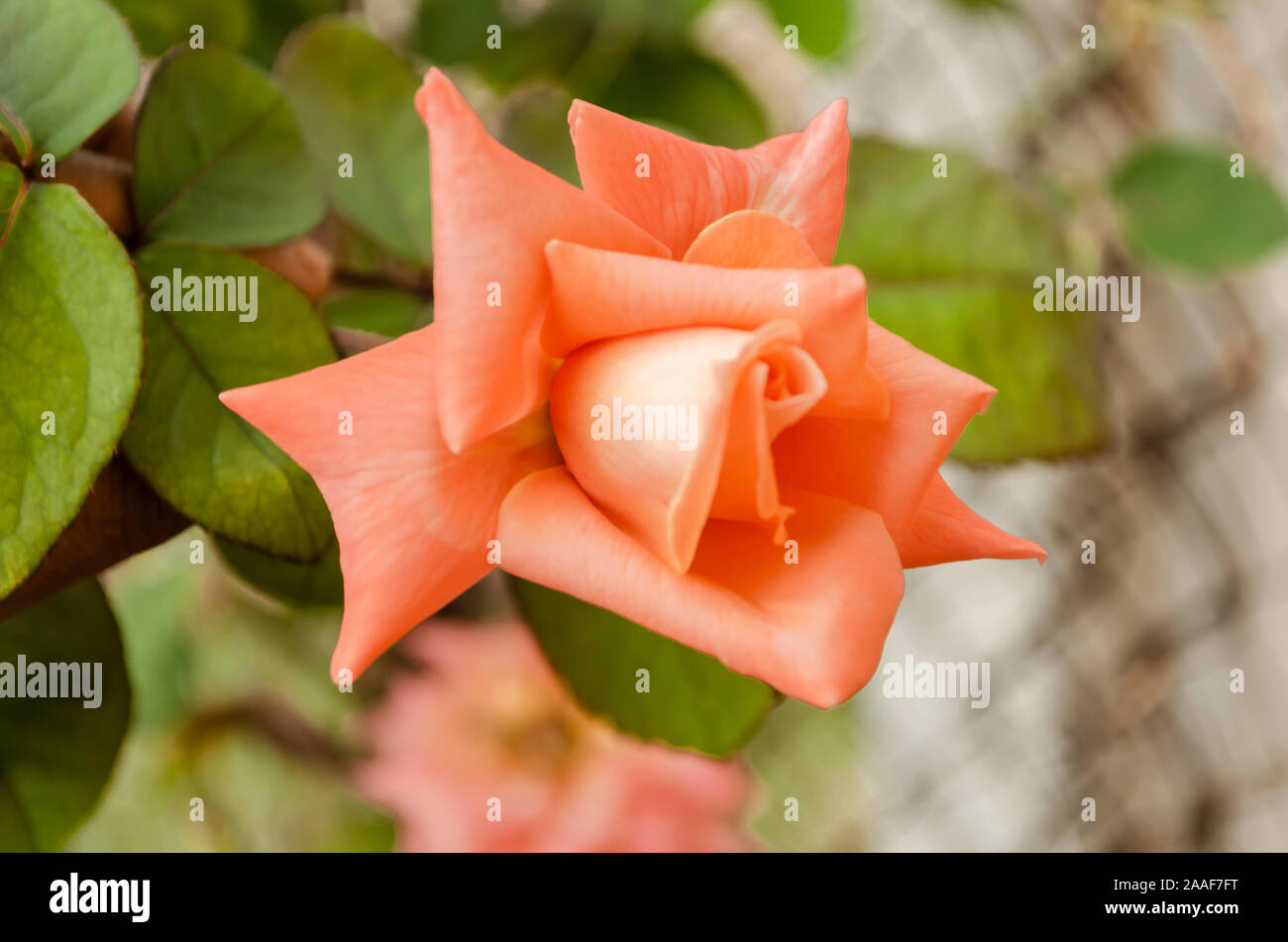 Orange Tea Rose Flowers Stock Photo - Alamy