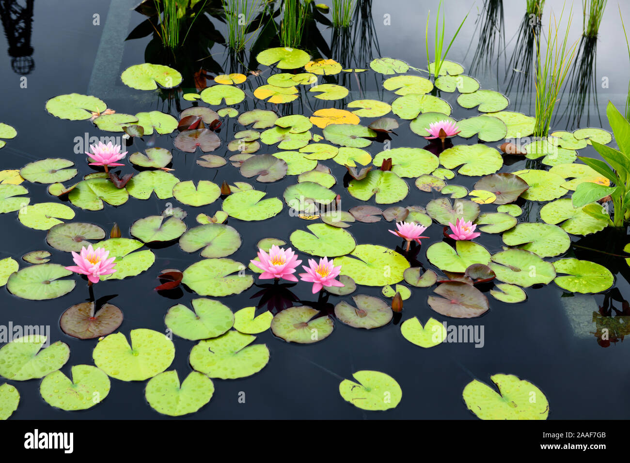 Lily pads pond flowers hi-res stock photography and images - Alamy
