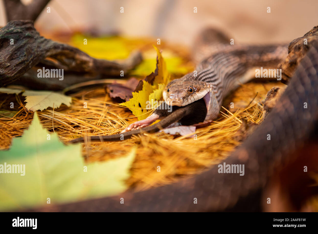 Rat Snake High Resolution Stock Photography and Images - Alamy