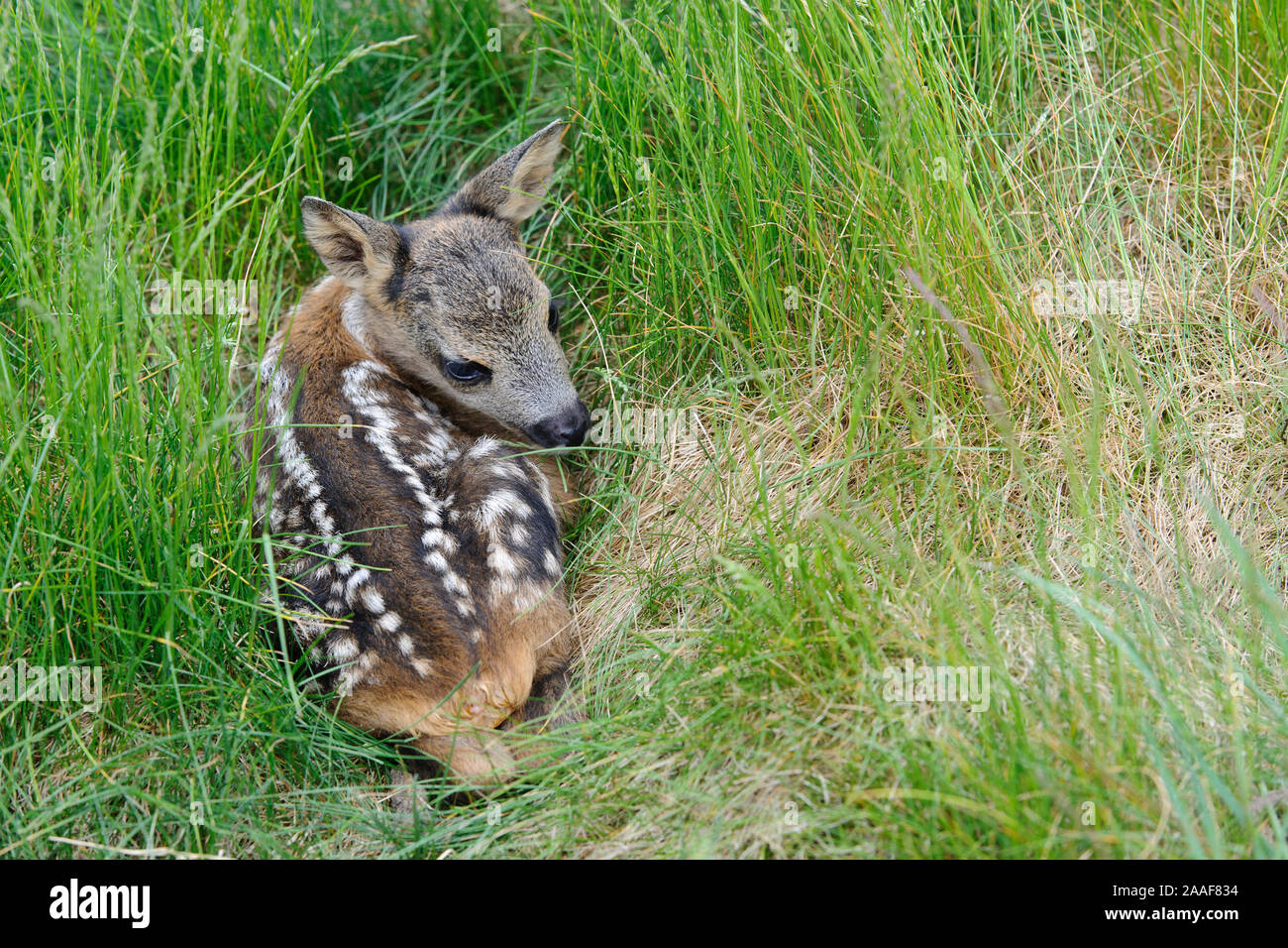 Kitz hi-res stock photography and images - Alamy