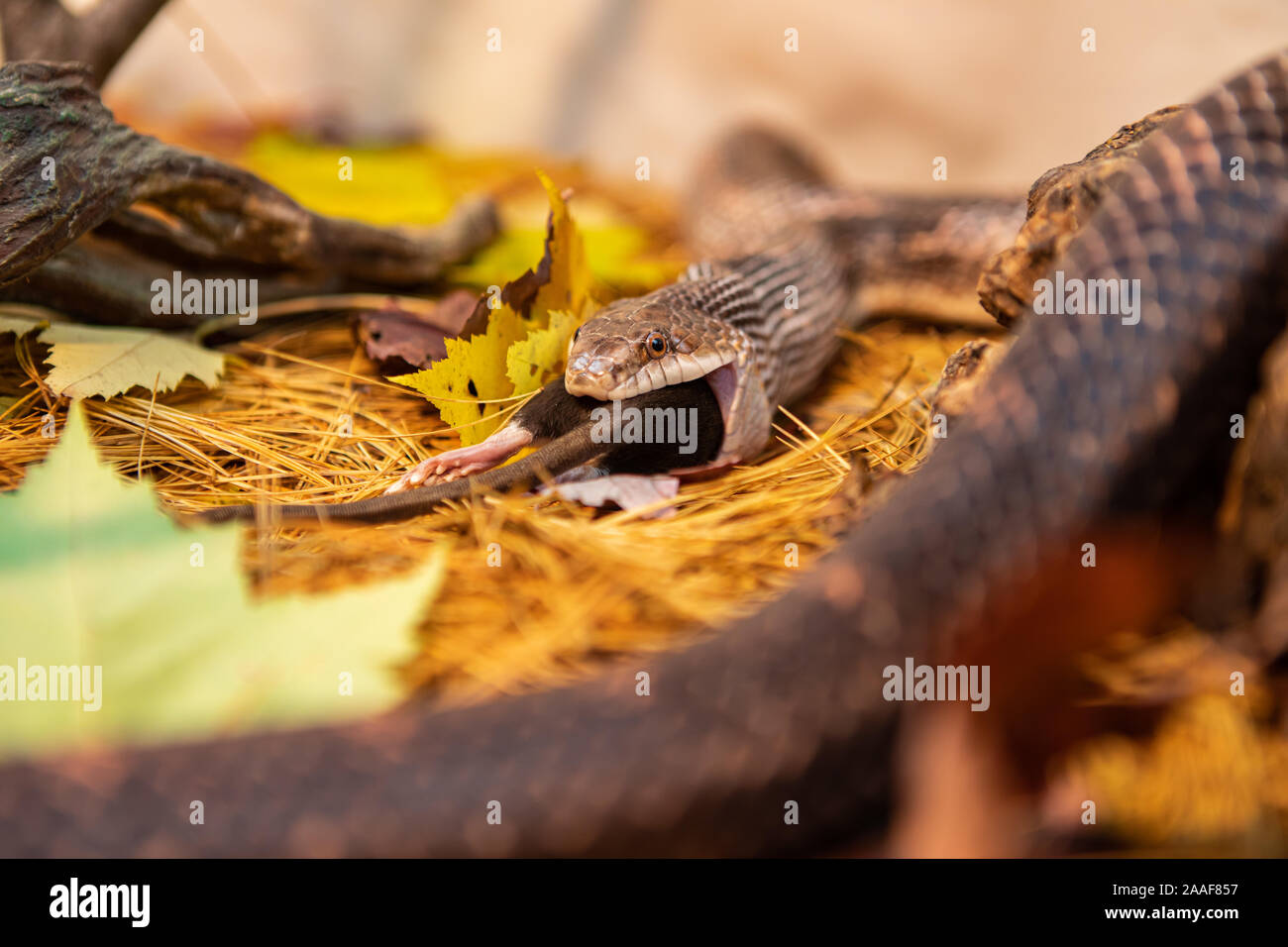 Rat Snake High Resolution Stock Photography and Images - Alamy