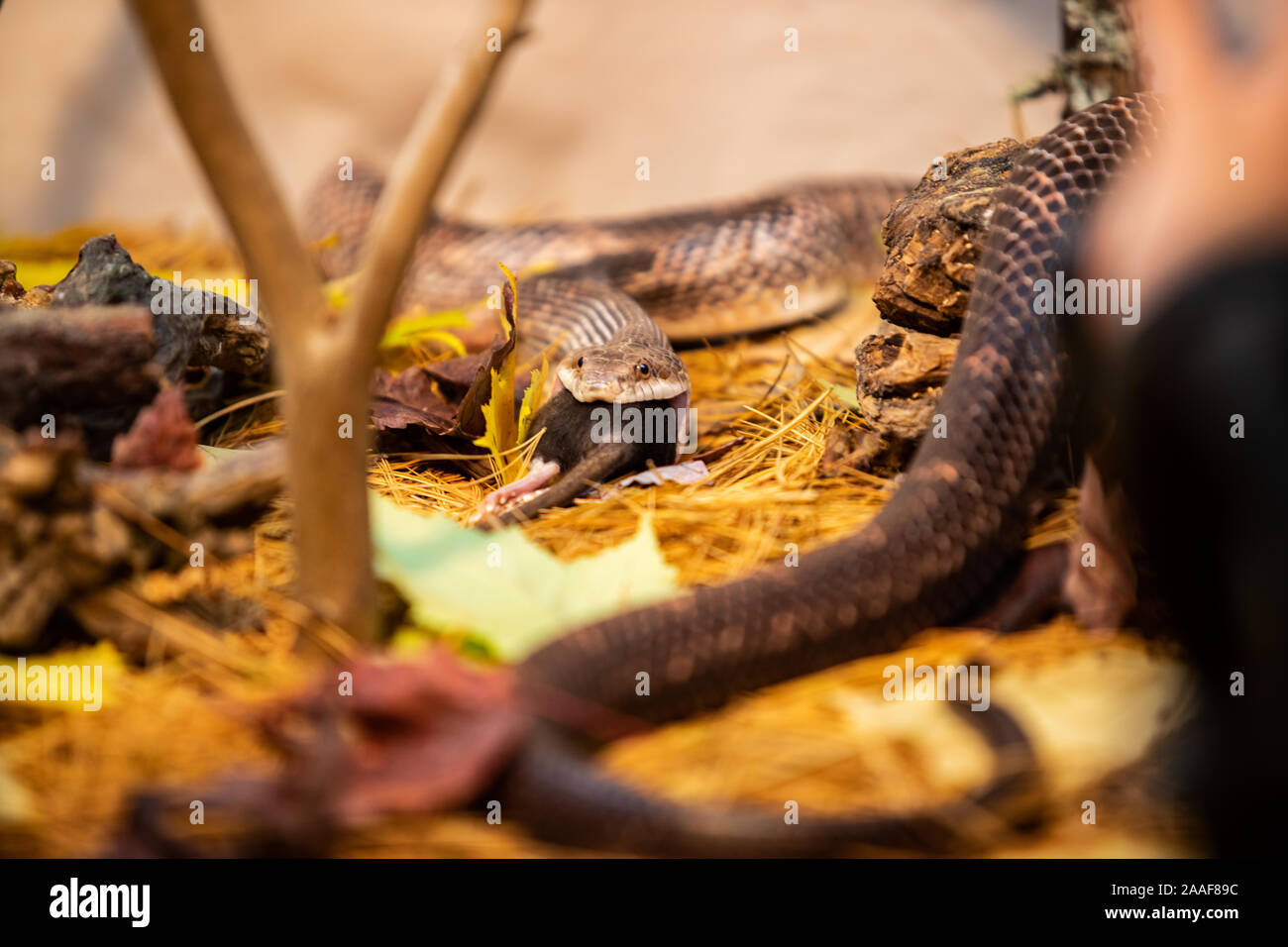 Snake swallowing mouse hi-res stock photography and images - Alamy