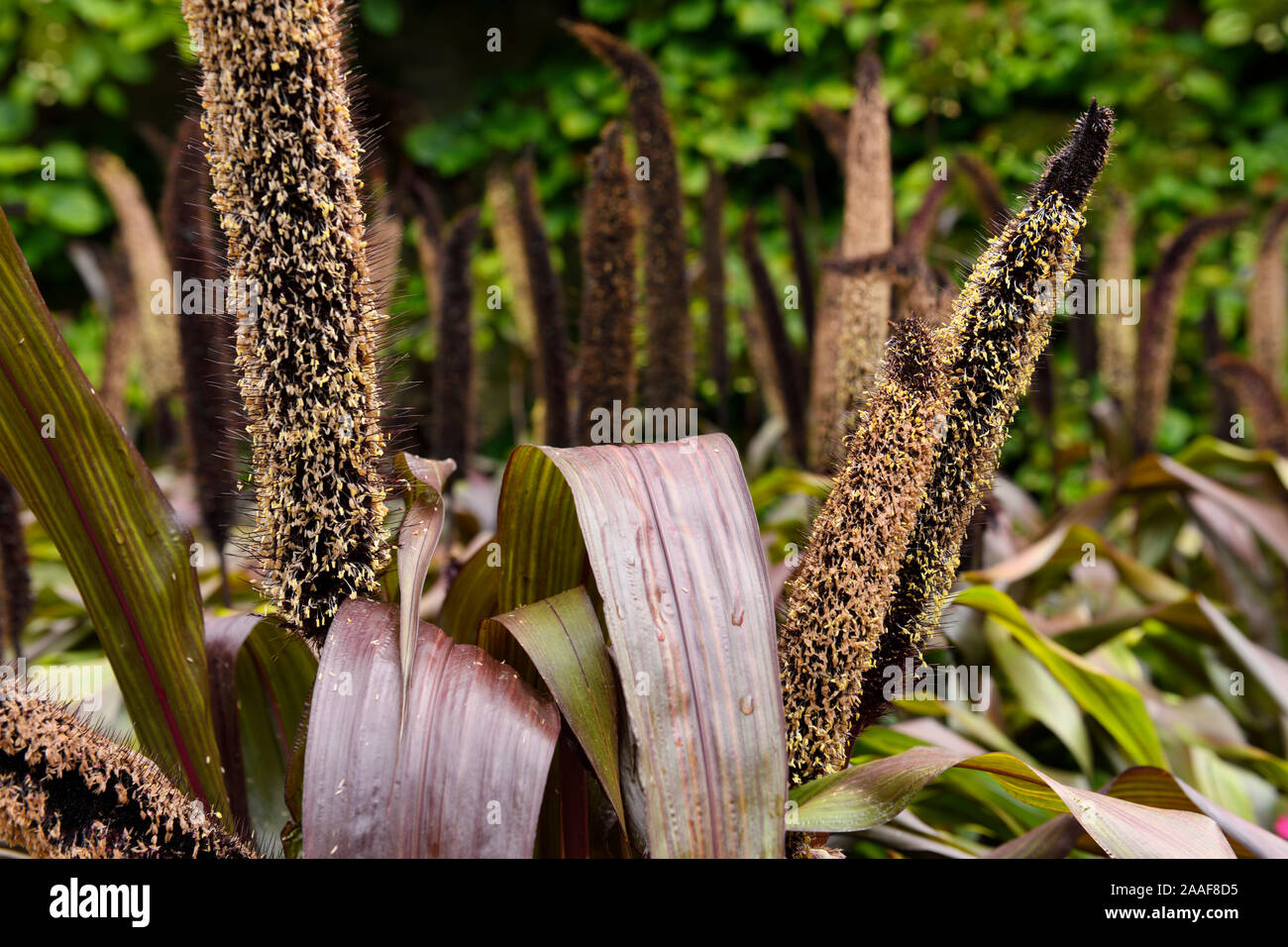 Ornamental millet hi-res stock photography and images - Alamy