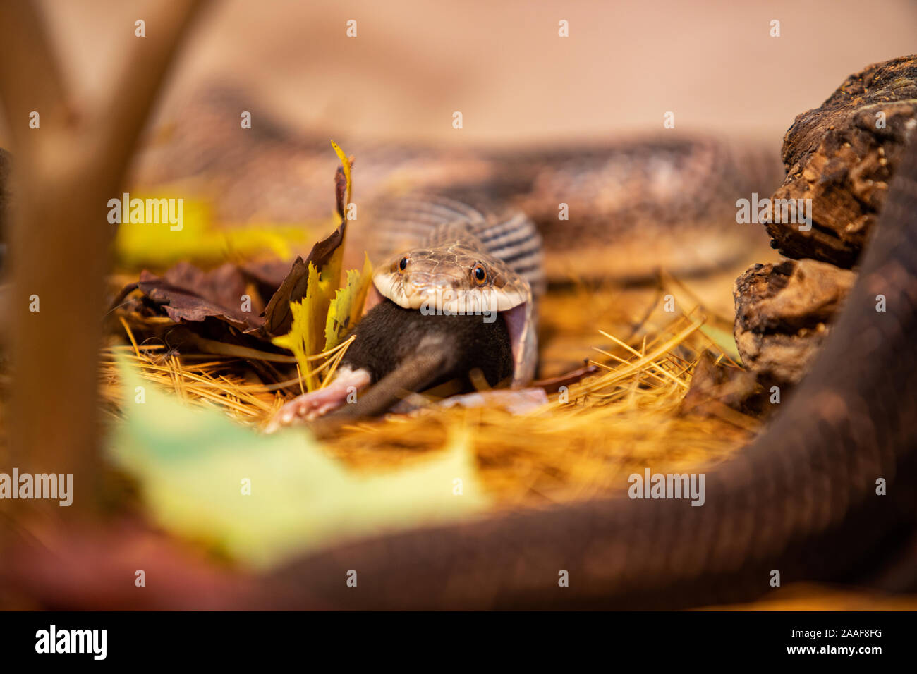 Rat Snake High Resolution Stock Photography and Images - Alamy