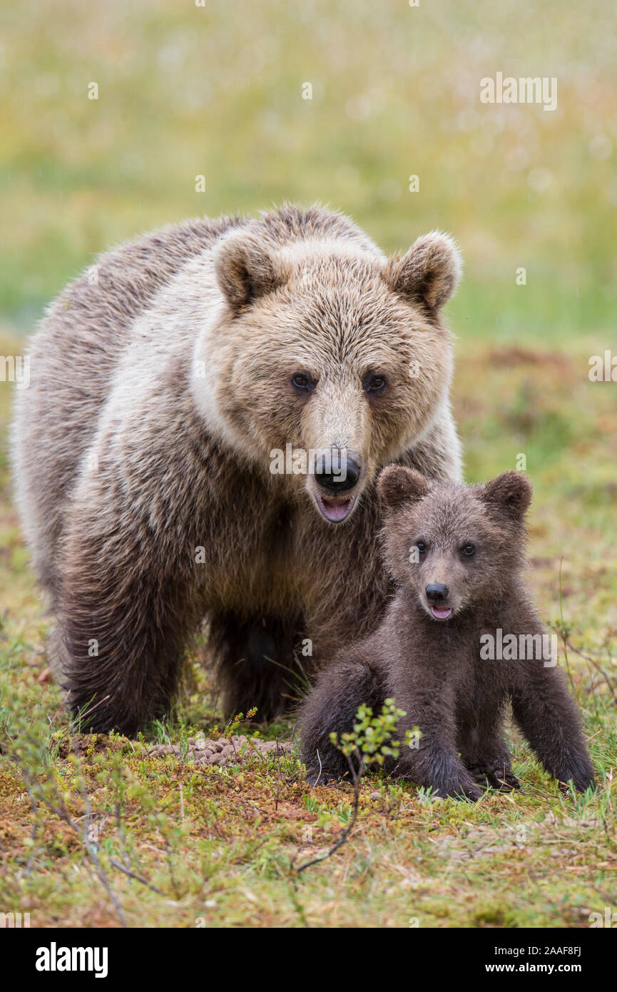 Braunbaer mit Jungtier Stock Photo - Alamy