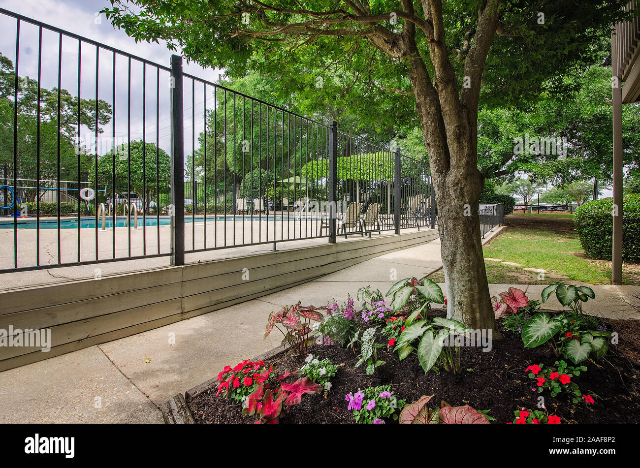 Caladiums hi-res stock photography and images - Alamy