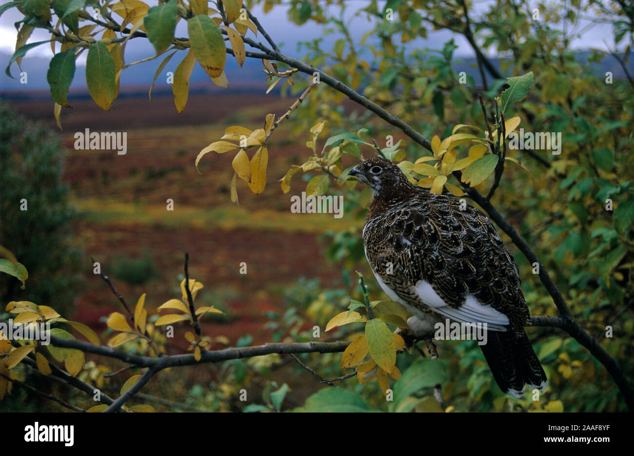 Kodiak, Island, U.S. state, Alaska, Shelikof Strait, United States ...