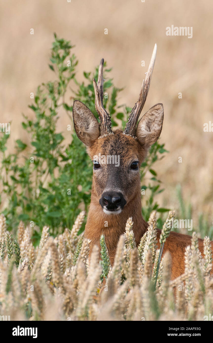 Der rehbock hi-res stock photography and images - Alamy