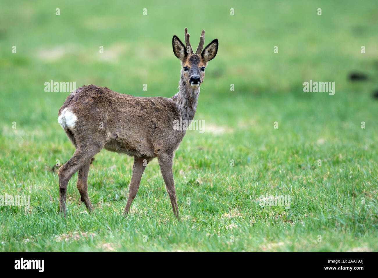 Rehbock wild hi-res stock photography and images - Alamy