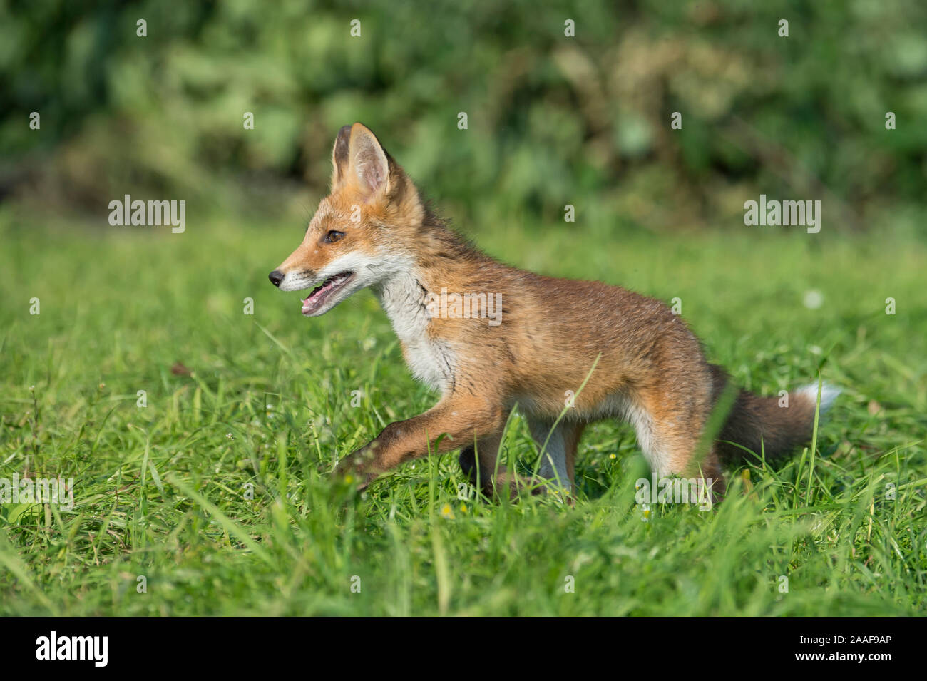 Schlauer fuchs hi-res stock photography and images - Alamy