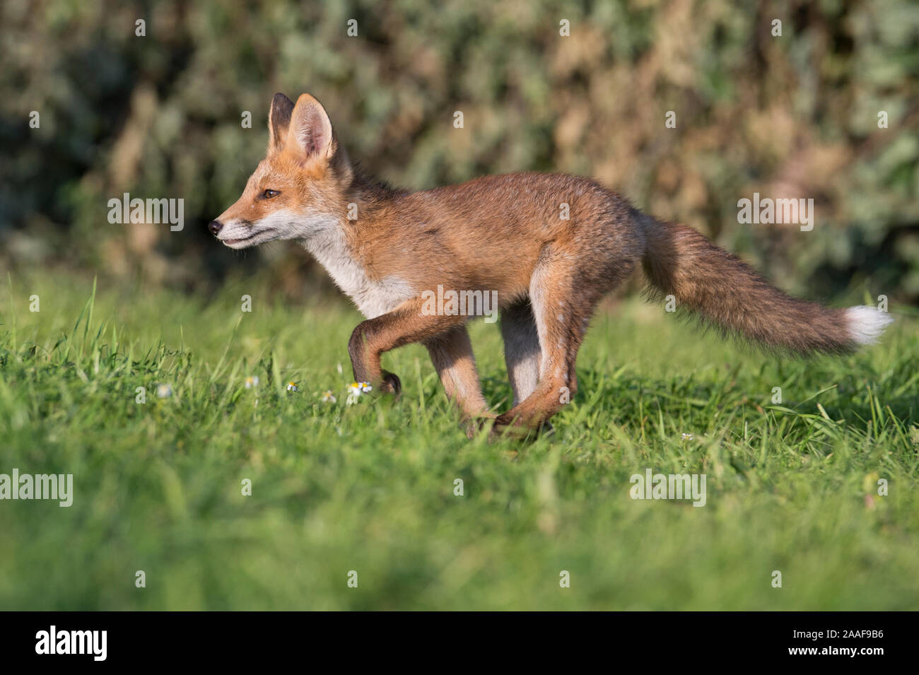 Schlauer Fuchs High Resolution Stock Photography and Images - Alamy