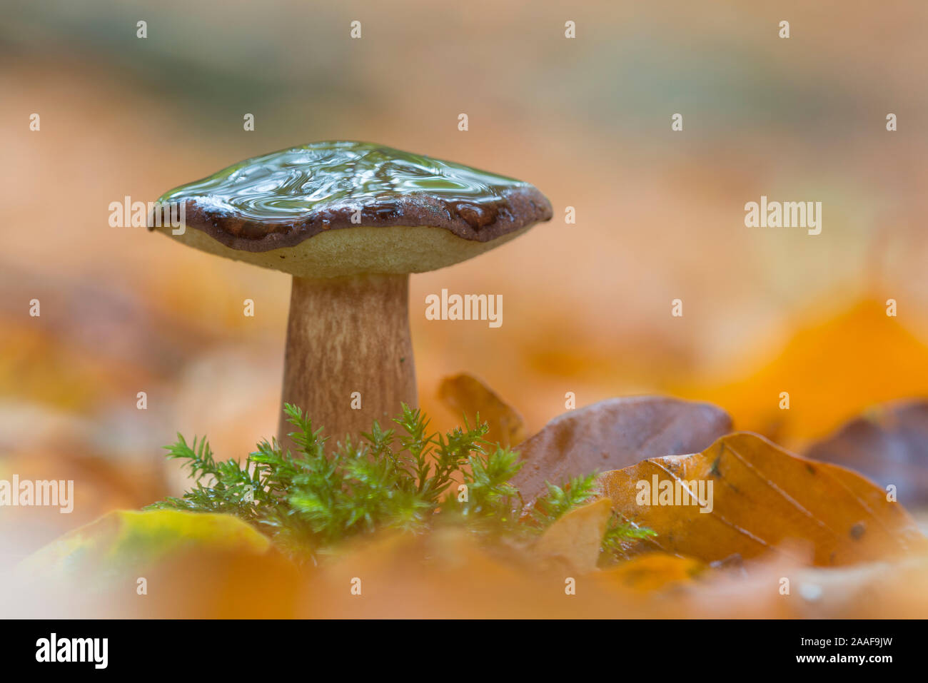 Maronen-Roehrling, Speisepilz, Pilze Stock Photo - Alamy
