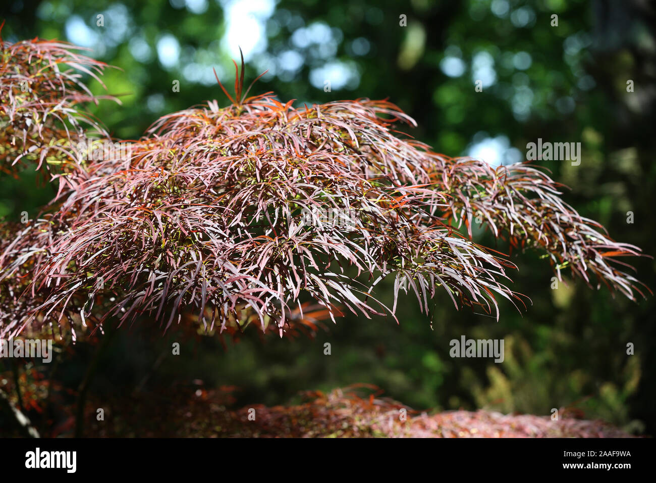 Acer Palmatum 'Linearilobum Atropurpureum' Stock Photo - Alamy