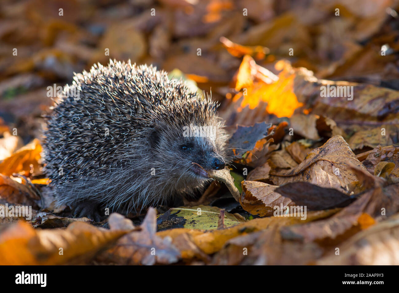 Europaeischer igel hi-res stock photography and images - Alamy