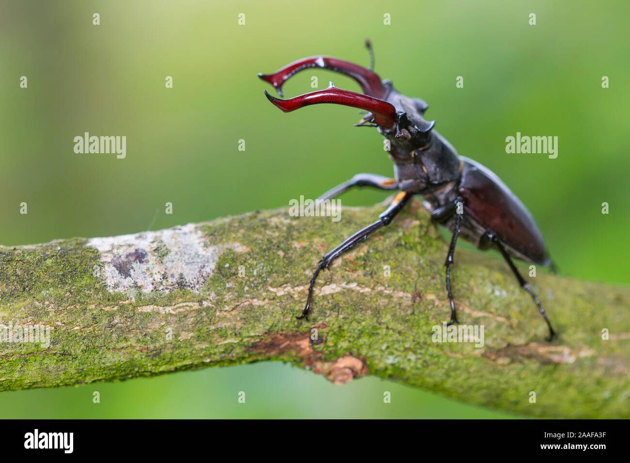 Hirschkäfer, Lucanus cervus Stock Photo - Alamy
