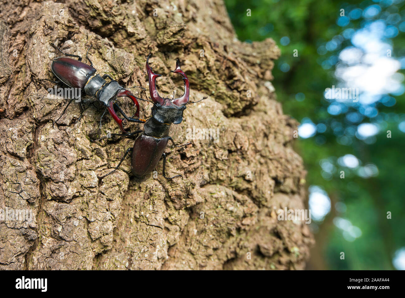 Hirschkäfer, Lucanus cervus Stock Photo - Alamy
