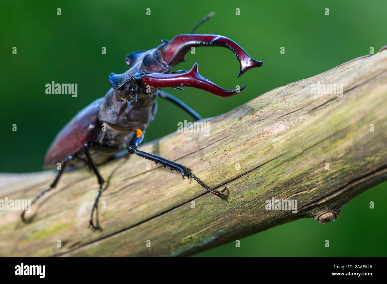 Hirschkäfer, Lucanus cervus Stock Photo - Alamy
