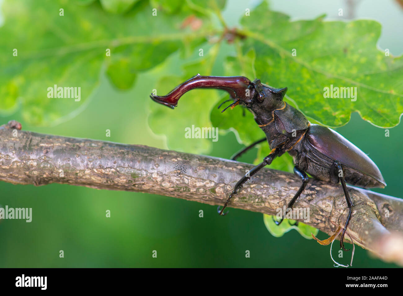 Hirschkäfer, Lucanus cervus Stock Photo - Alamy