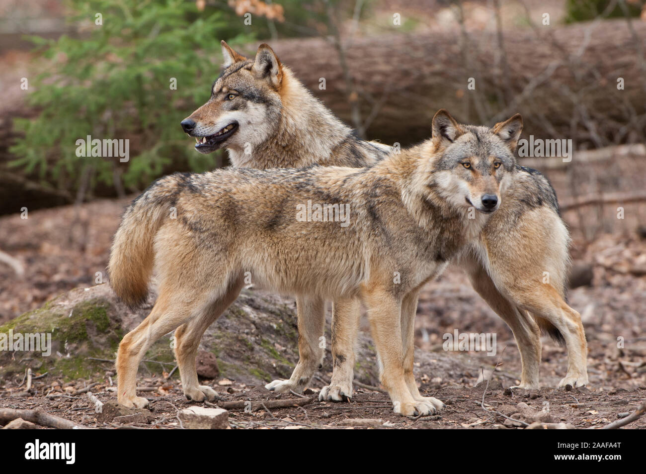 Wolf, Canis lupus Stock Photo - Alamy