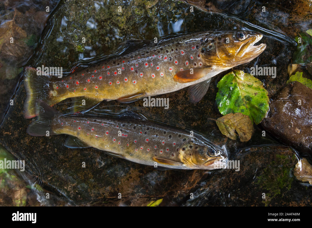 Bachforelle tier hi-res stock photography and images - Alamy
