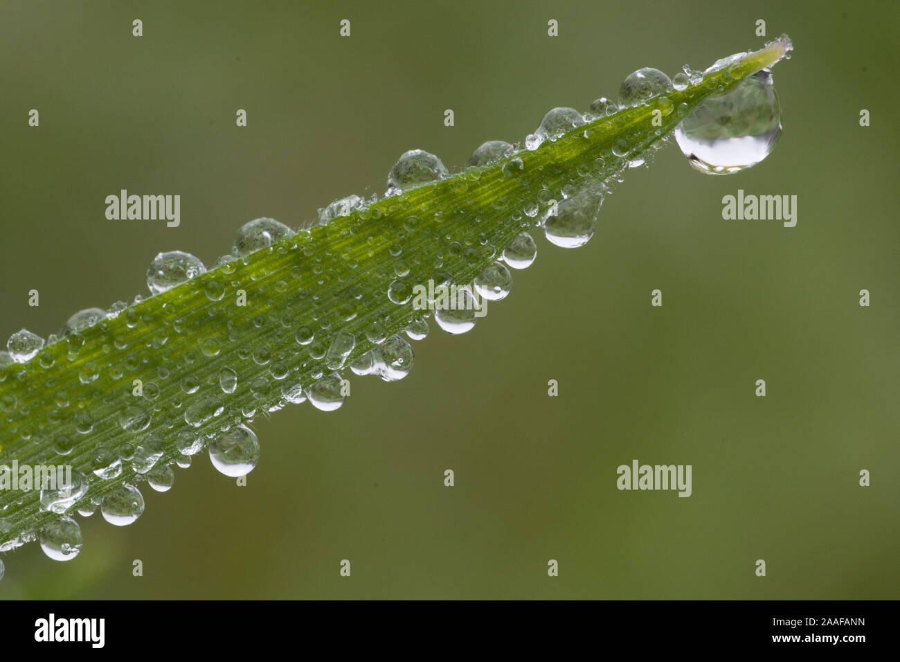 Zu klein hi-res stock photography and images - Alamy