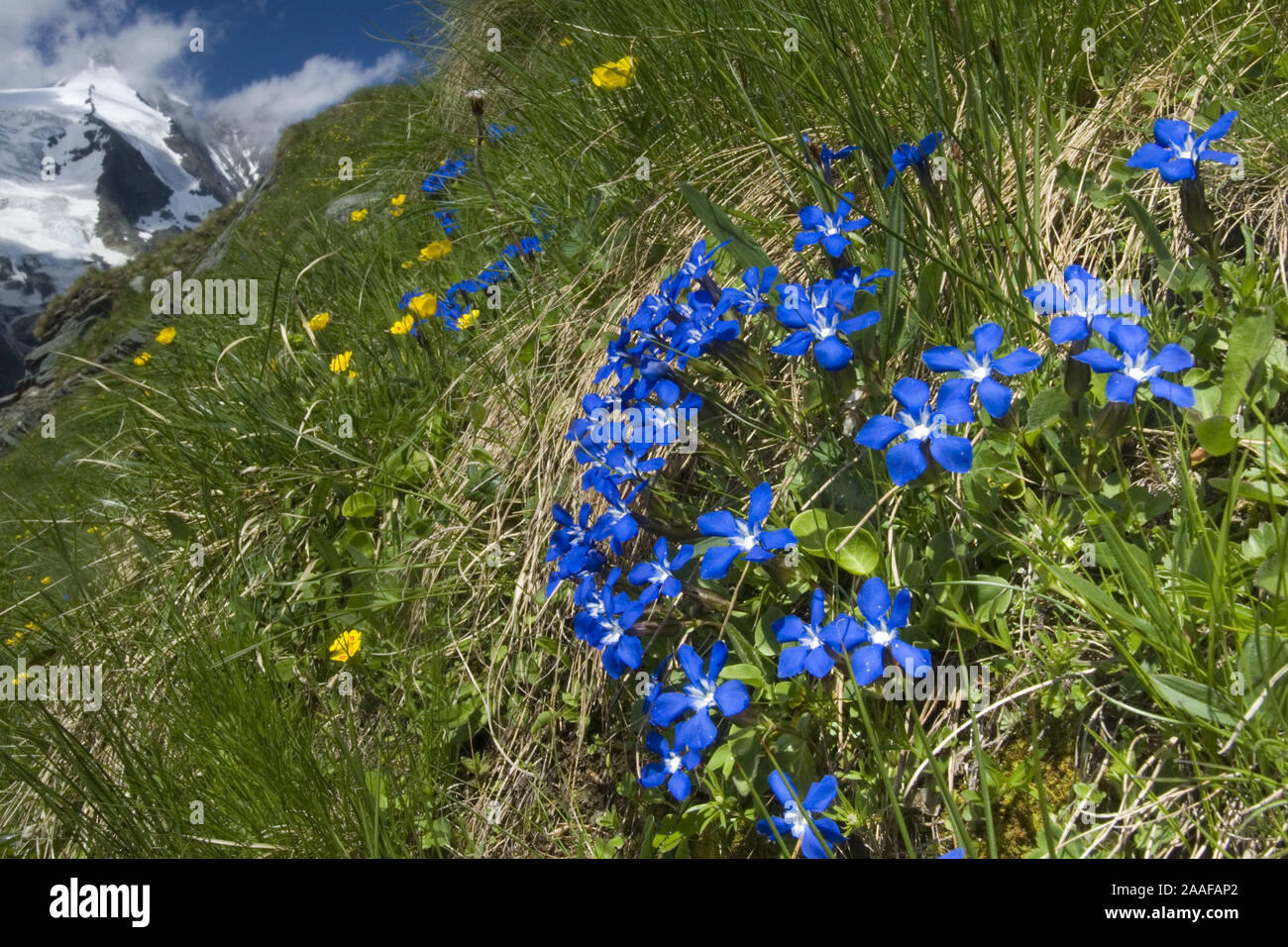 Blume Alpen High Resolution Stock Photography and Images - Alamy