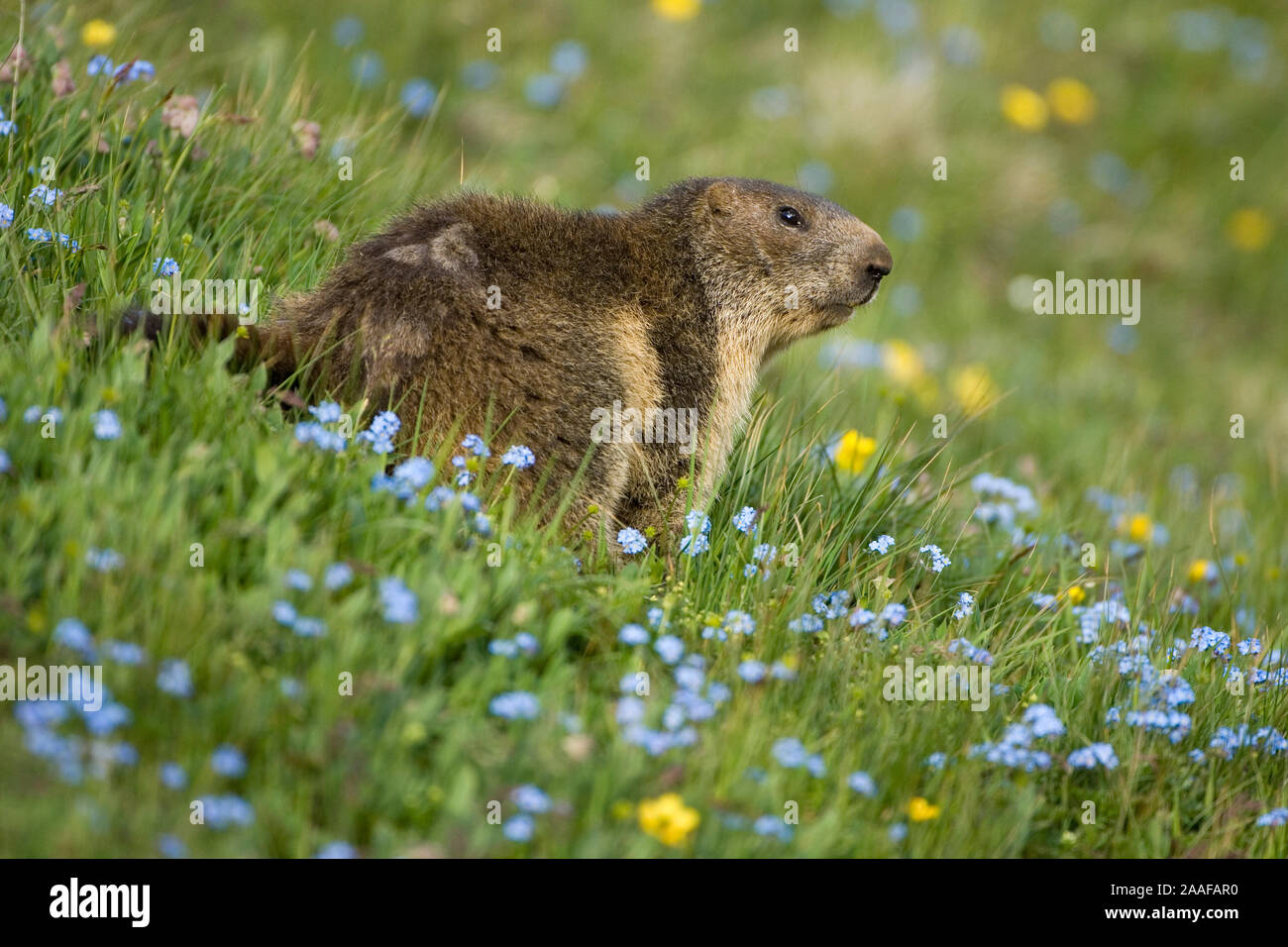 Murmeltiere (Marmota) in den Alpen, Alpenmurmeltier am Bau Stock Photo ...