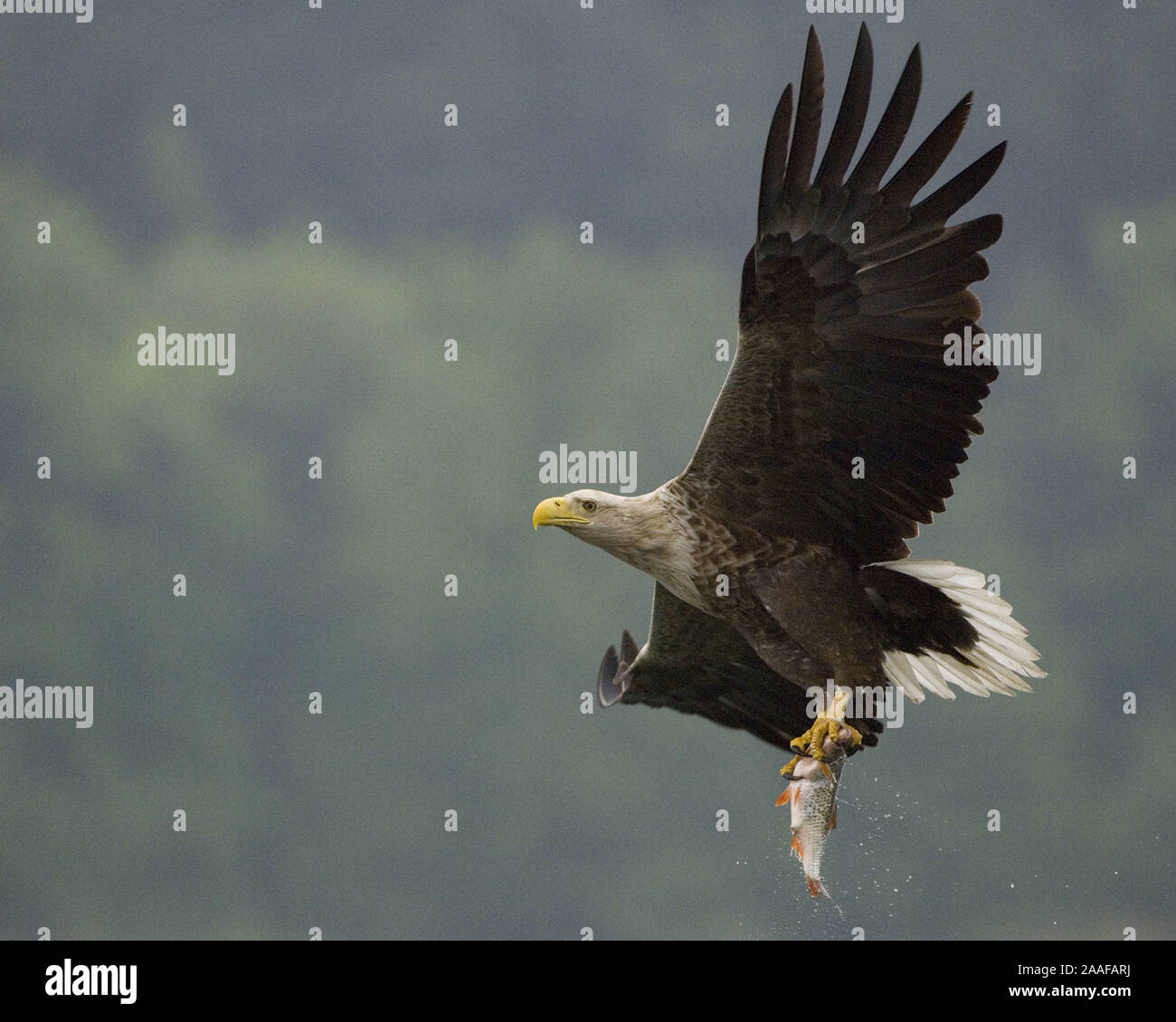 Seeadler (Haliaeetus albicilla) im Beuteflug, fliegend, Jagd ...
