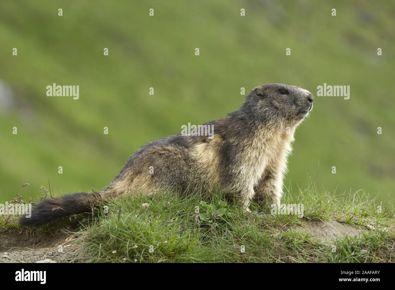 Murmeltiere (Marmota) in den Alpen, Alpenmurmeltier am Bau Stock Photo ...
