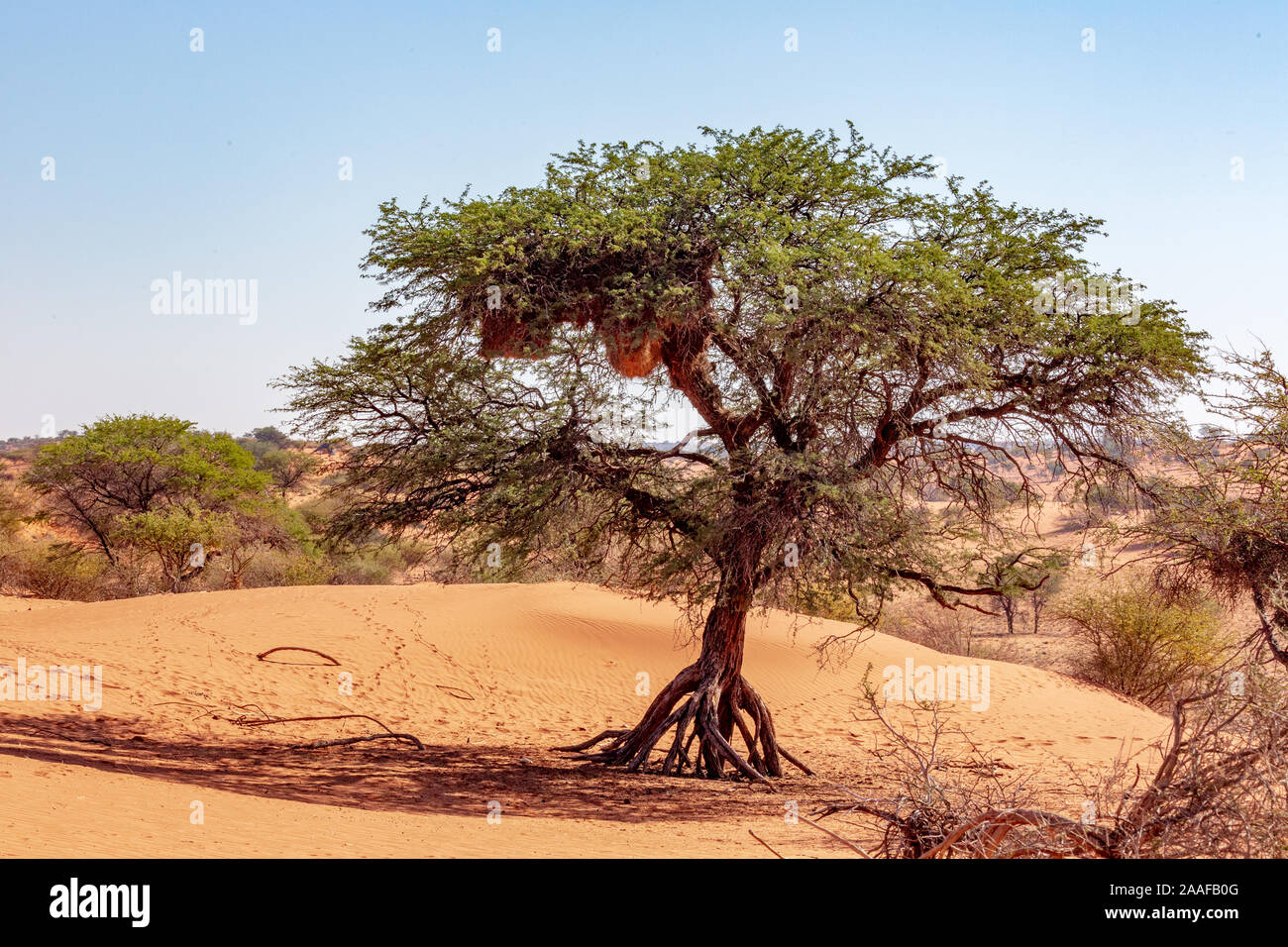 Wildlife in the Kalahari desert, Namibia, Africa Stock Photo - Alamy