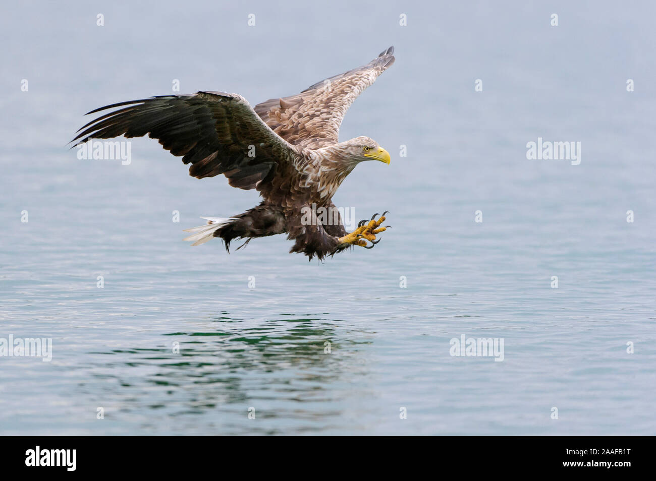 Jagender vogel hi-res stock photography and images - Alamy