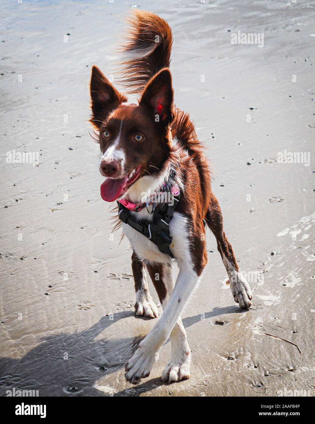 Red and White Border Collie Stock Photo - Alamy